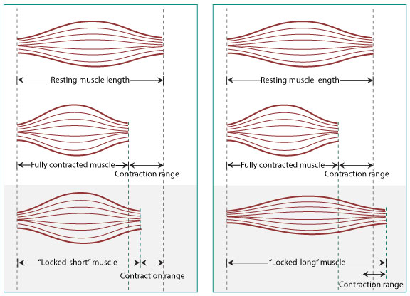 A smart way to relieve muscle tension - Sequence Wiz