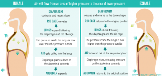 Yogic breathing: chest to belly or belly to chest; what is the proper ...