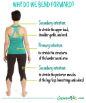 Why do we do forward bends in yoga?