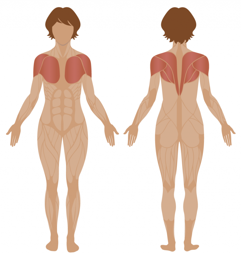 What to look for in your student's physical structure - Sequence Wiz