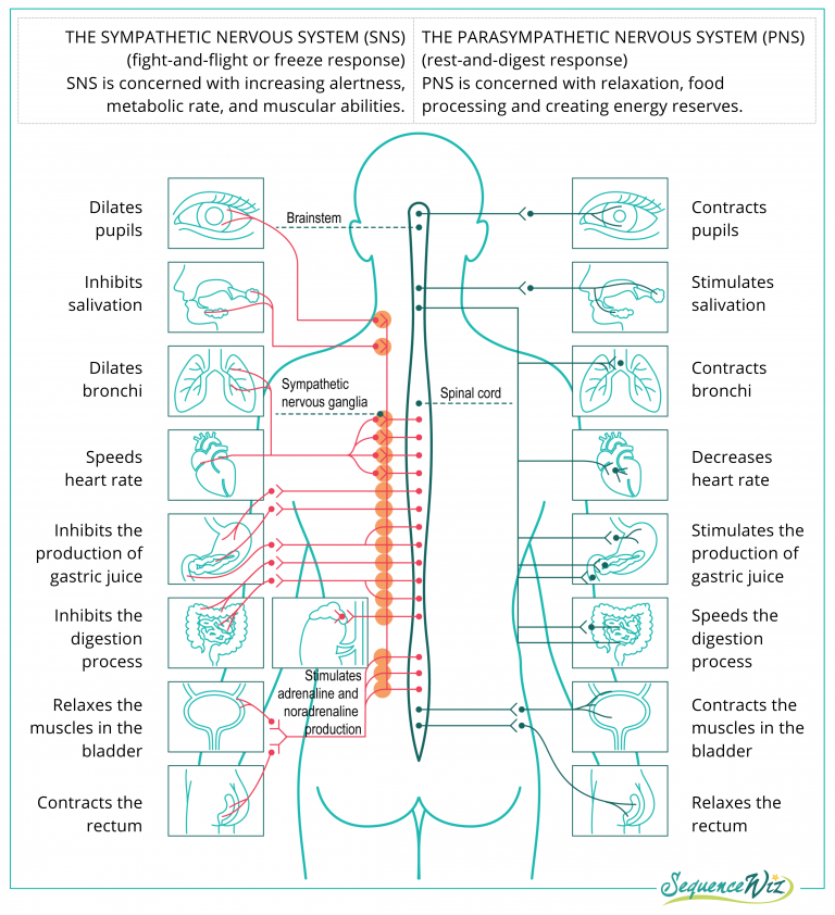 ANS diagram - Sequence Wiz