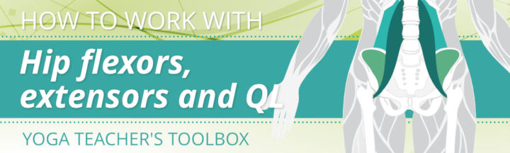 Yoga teacher's toolbox: How to work with hip flexors, extensors and QL ...