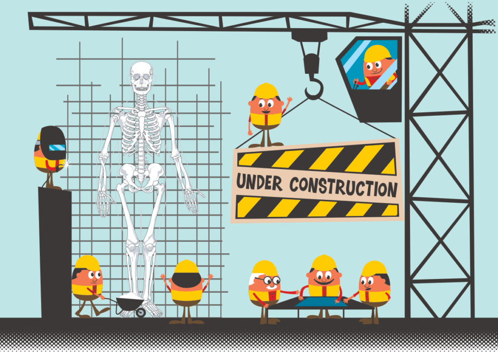 The remarkable skeletal system and its essential functions - Sequence Wiz