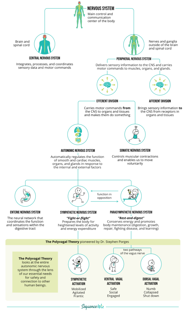 The remarkable nervous system and how it runs our physiology and ...