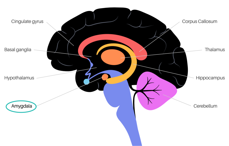 What baboons can teach us about stress-coping styles and heart health ...