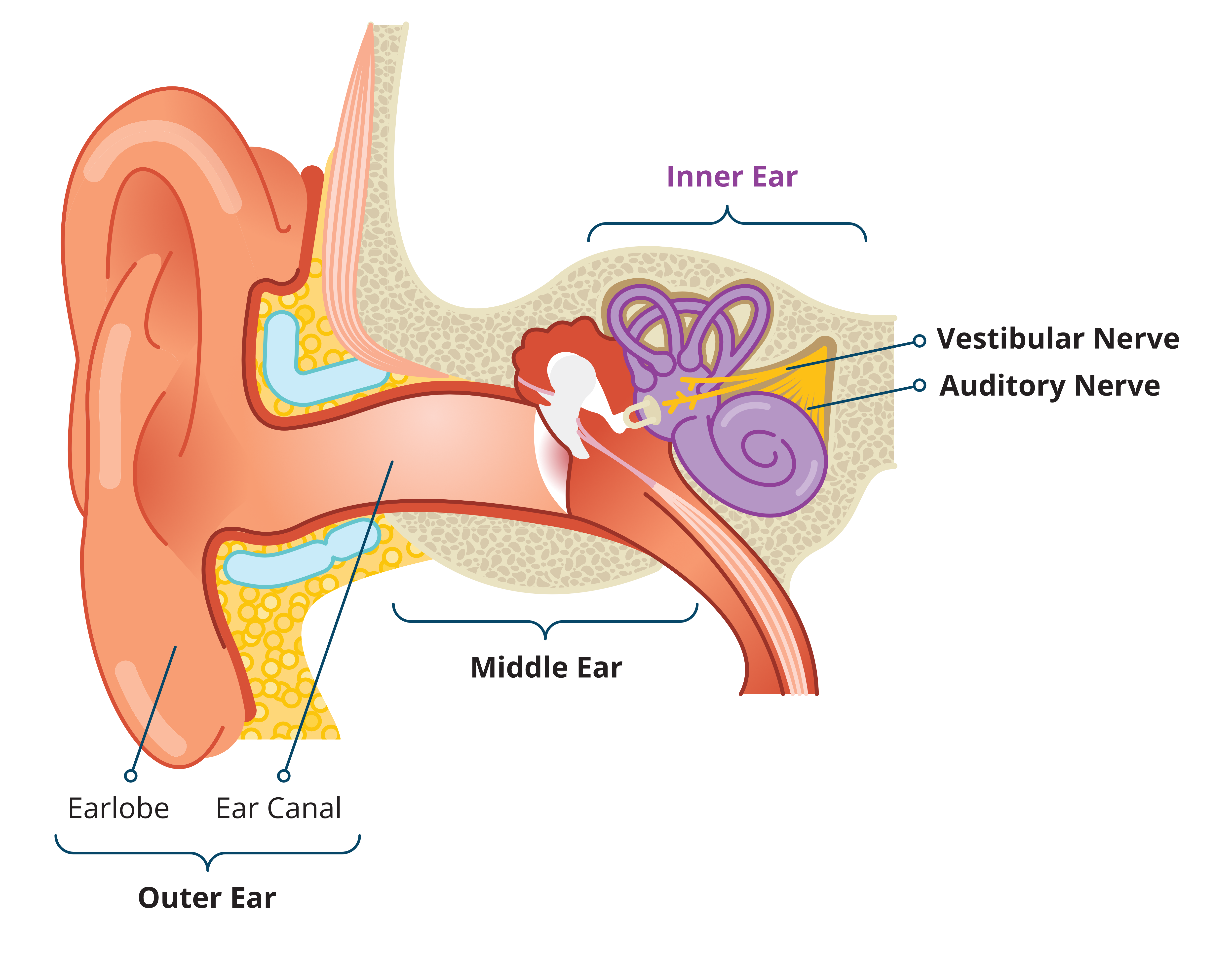 Ear structure - Sequence Wiz